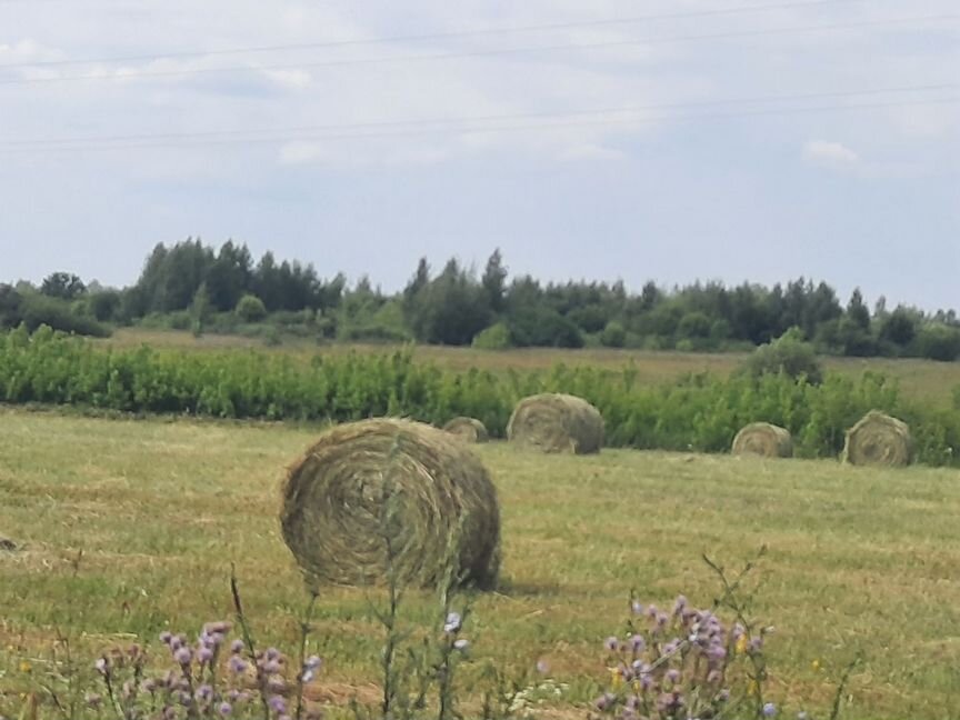 Сено разнотравье,люцерна в рулонах