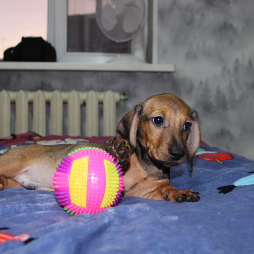 Щенки Таксы: рыжий,ч-п, шоколадный окрас, доставка