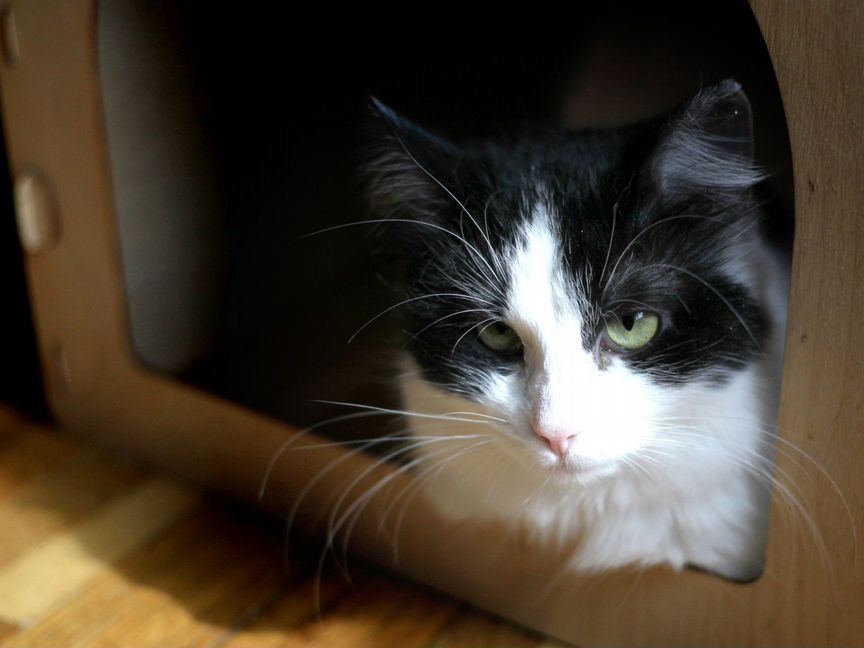 Кошки из приюта