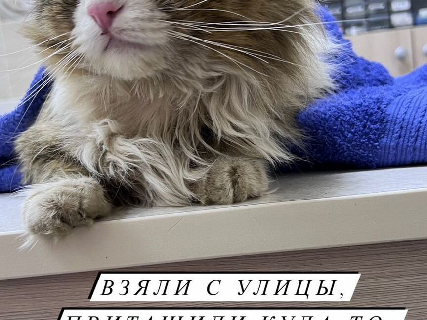 Большой, пушистый котяра