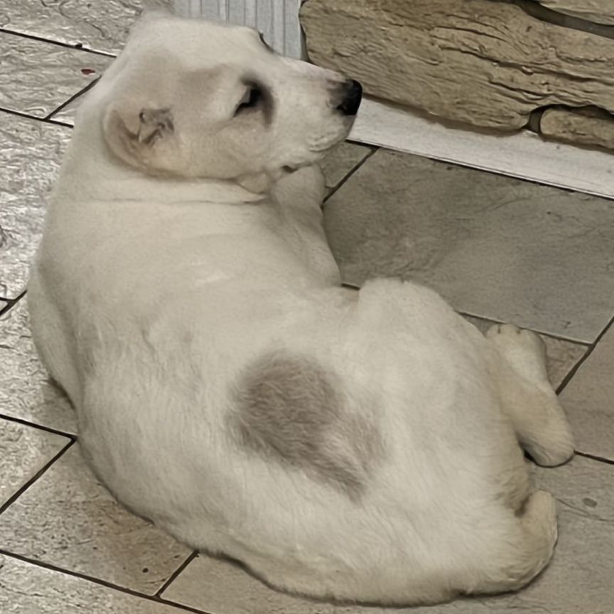 Среднеазиатская овчарка, щенок