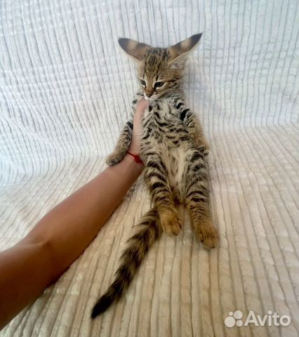 Savannahf1/саваннаф1