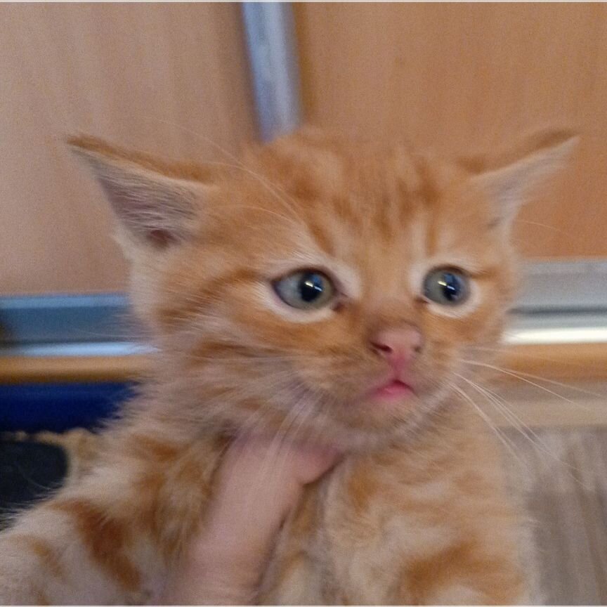 Котенок мальчик рыжий