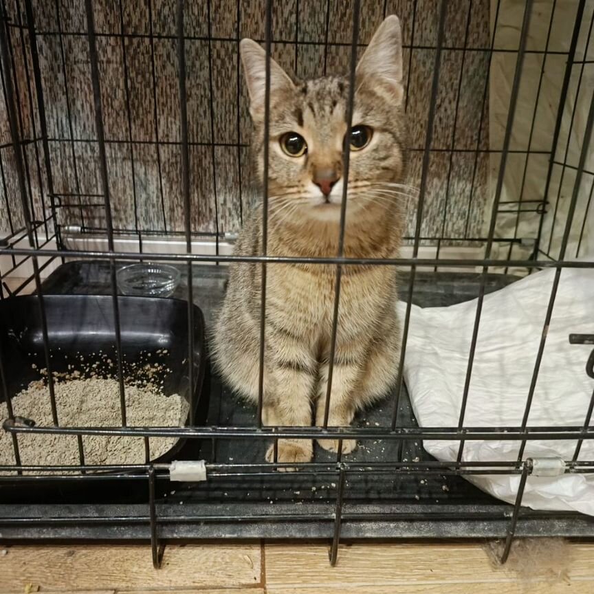 Кошечка в поисках дома