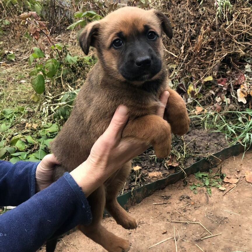 Щенки метисы овчарки, охранники