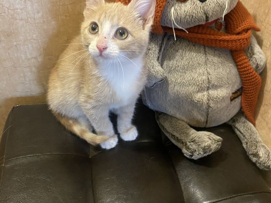 Котенок солнечный