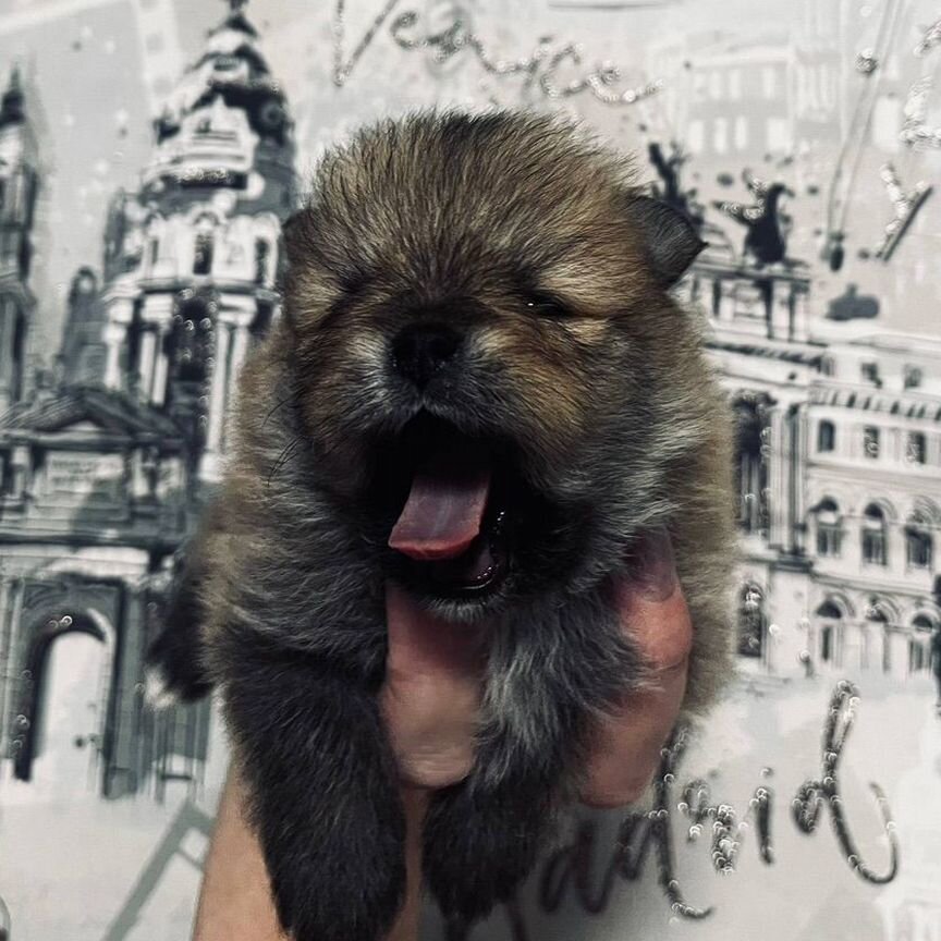 Померанский шпиц, щенок