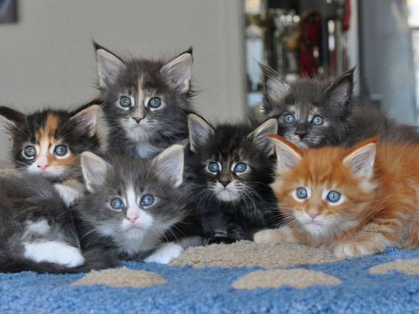 Котята мейн-кун