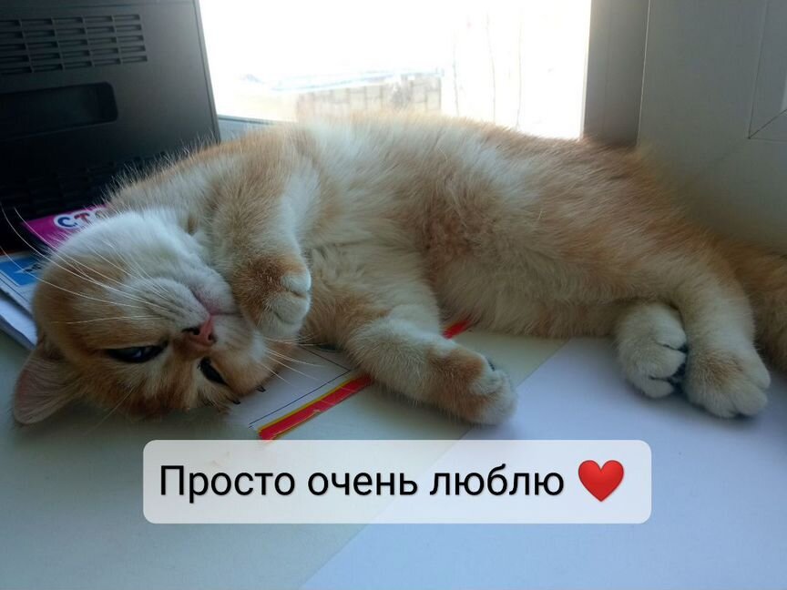 Золотая девочка NY 12 в разведение