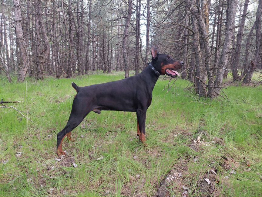 Доберман вязка