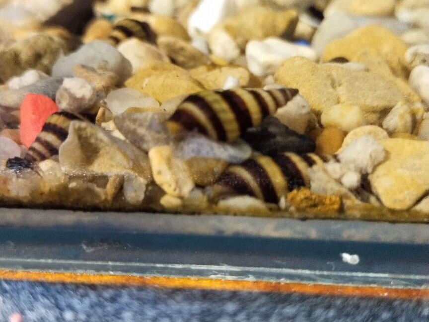 Улитка хелена