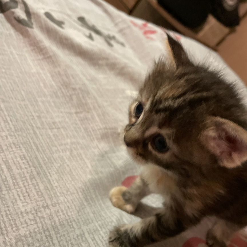 Шотландская вислоухая кошка