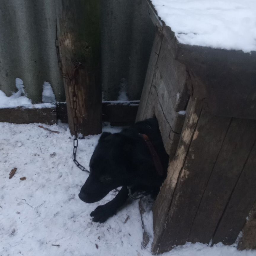 Домашние животные,собаки