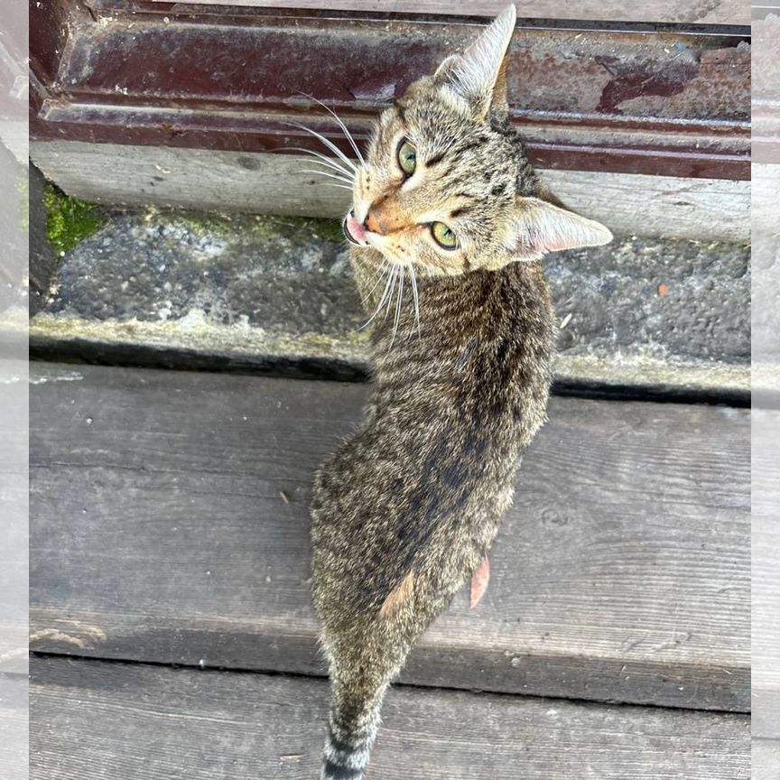 Кот мальчик в добрые руки