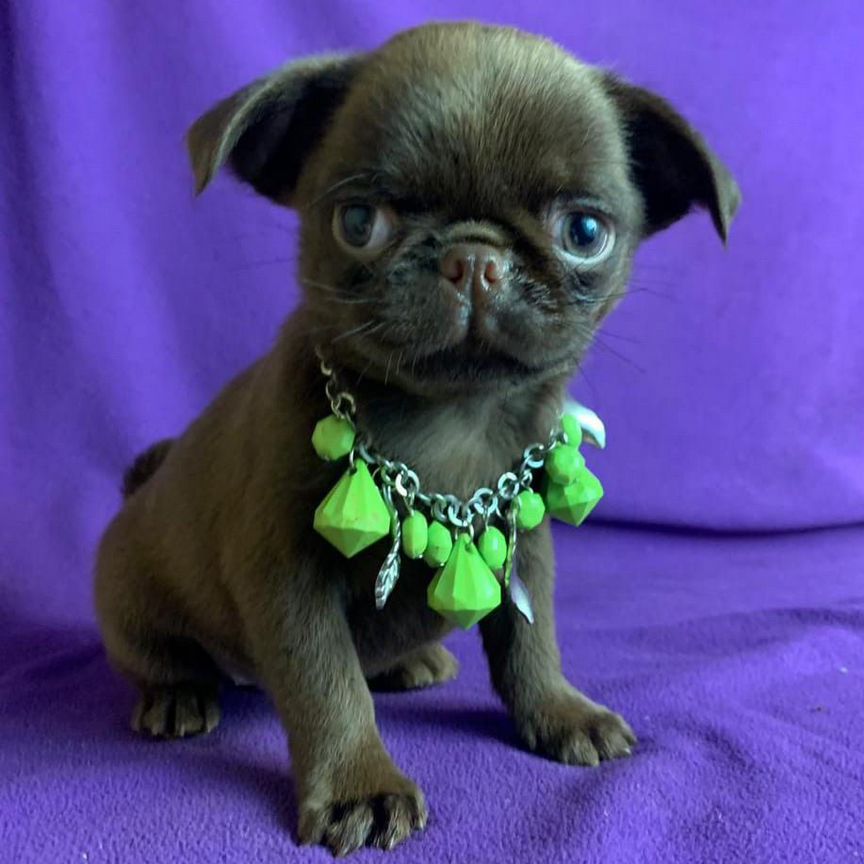 Пти-брабансон, щенок