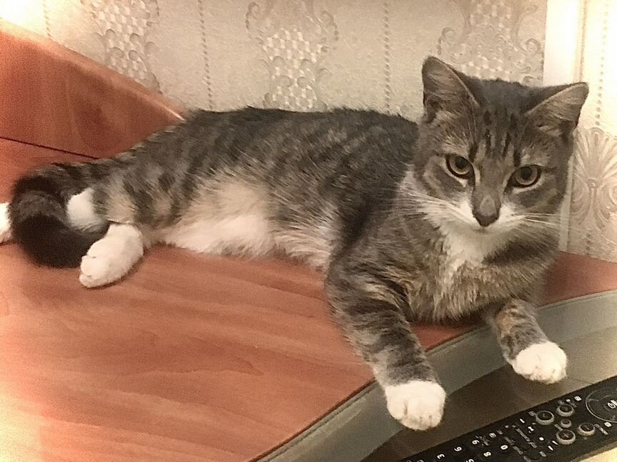 Котенок 4 мес в добрые ручки
