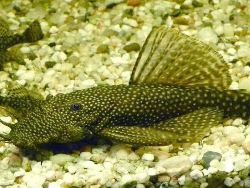 Сомики и улитки