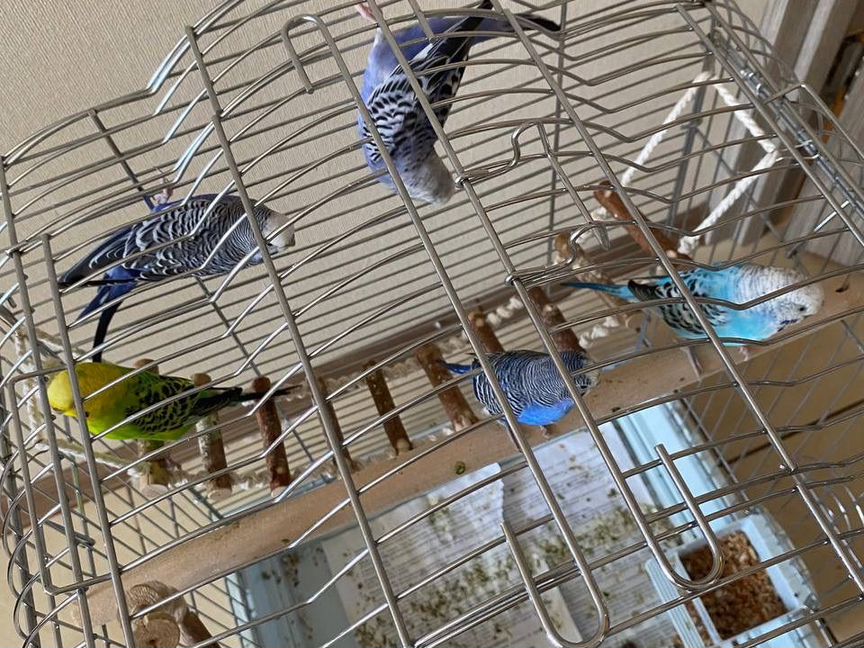 Волнистый попугай