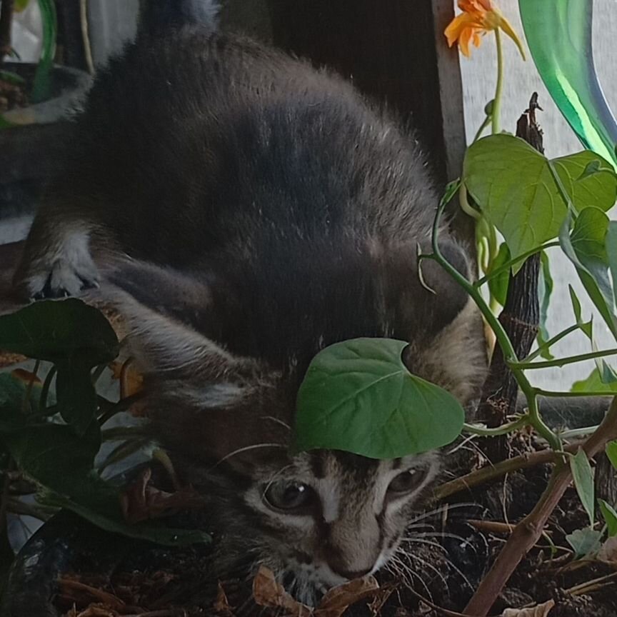 Котёнок, 1,5 мес. девчушка в добрые руки