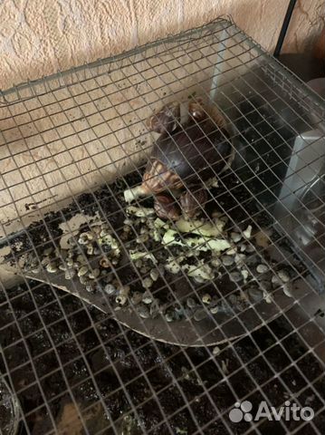 Улитки ахатины