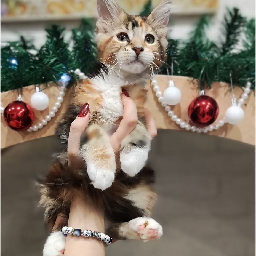 Мейн-кун котёнок