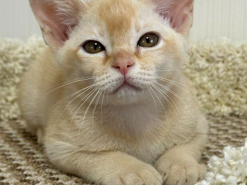 Бурманские котята