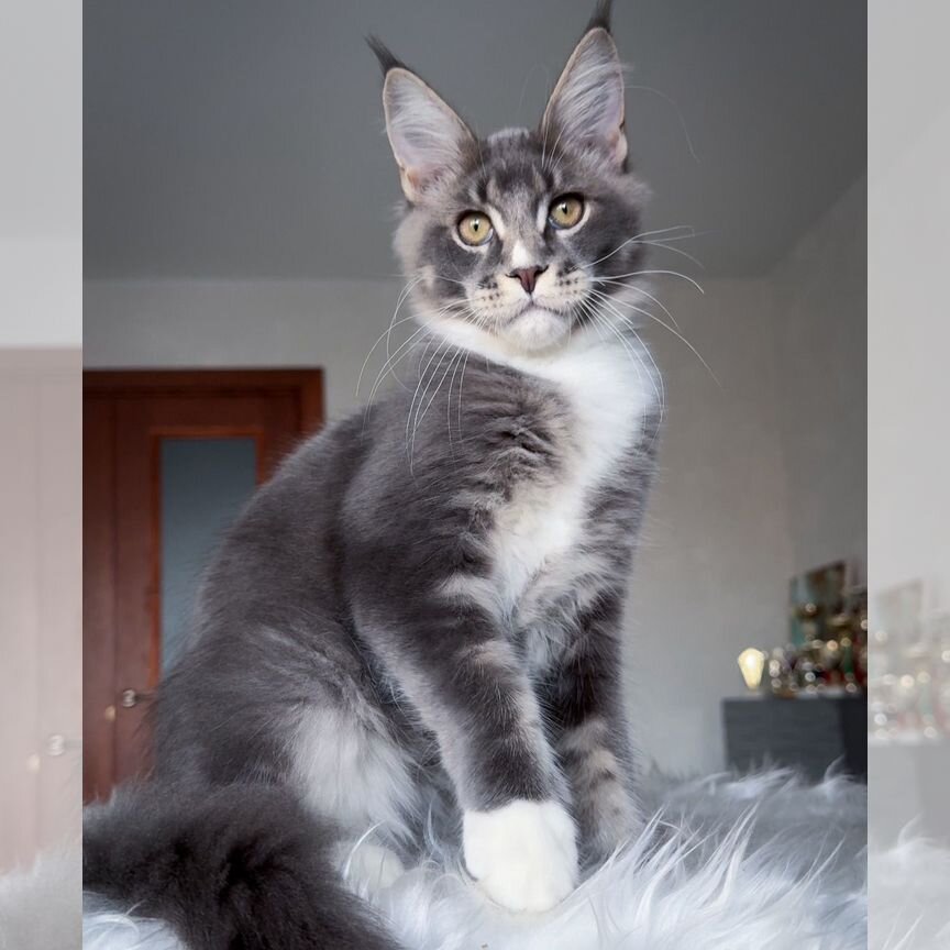 Мейн-кун котёнок