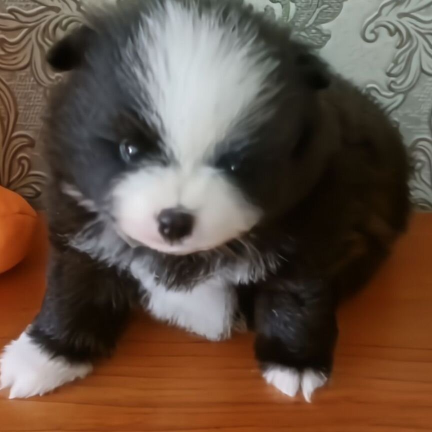 Померанский шпиц, щенок