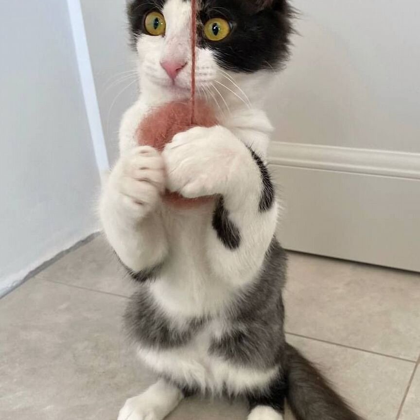 Игривая кошечка