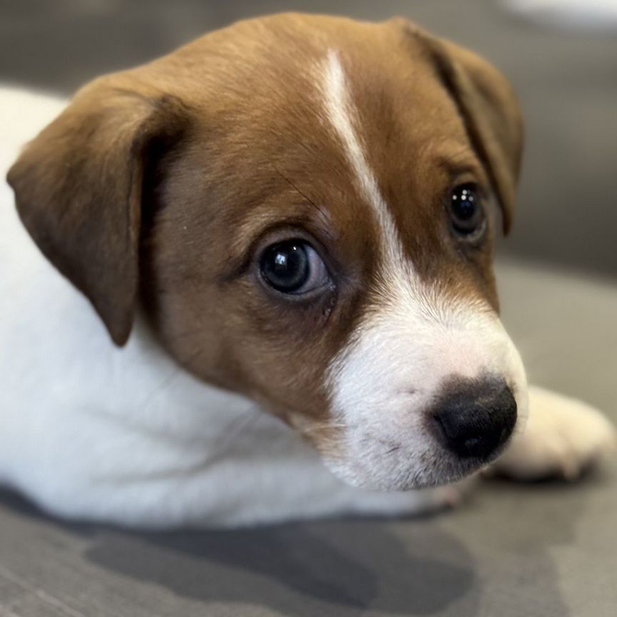 Джек-рассел-терьер, щенок