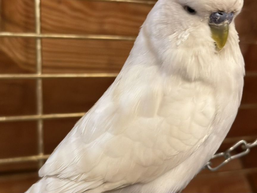 Волнистый попугай ввп чех