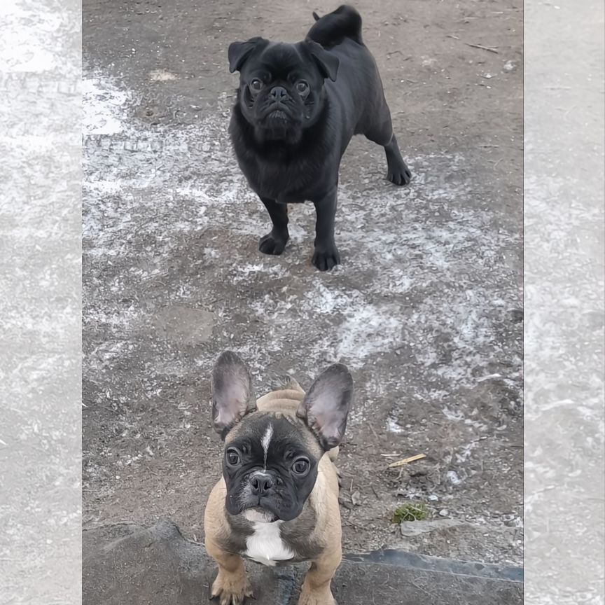 Французский бульдог, щенок