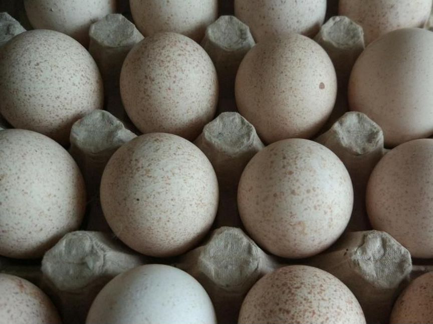 Инкубационное яйцо индейки Хайбрид грейд мейкер