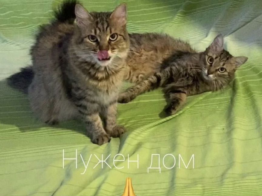 Их спасли Нужен дом Идти некуда