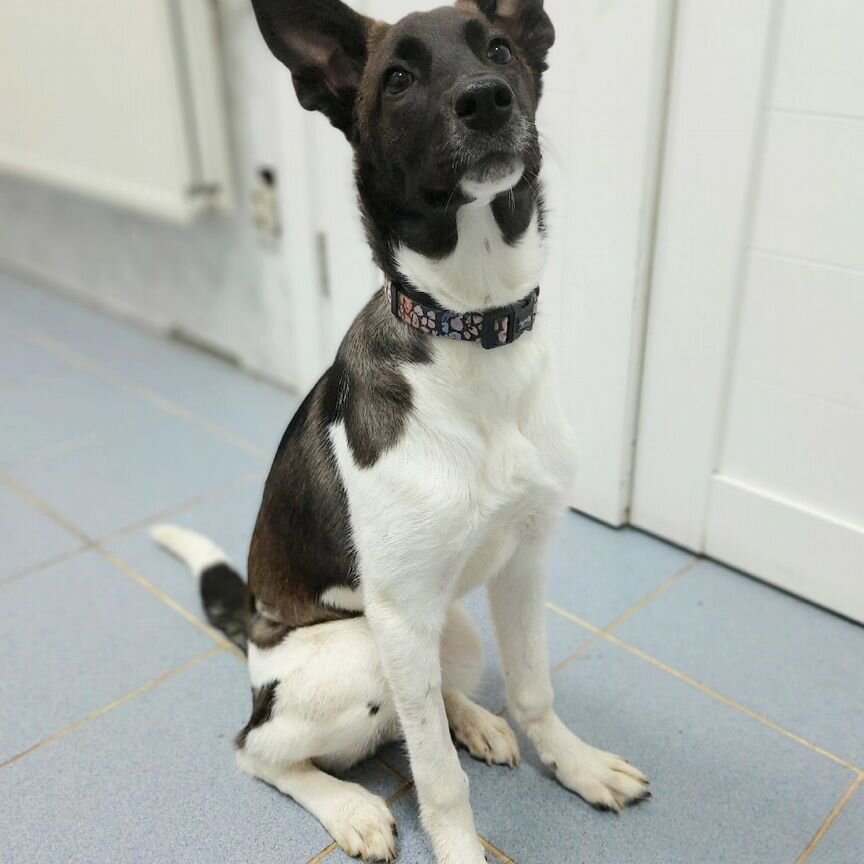 В добрые руки