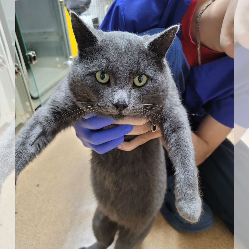 Взрослый кот в добрые руки