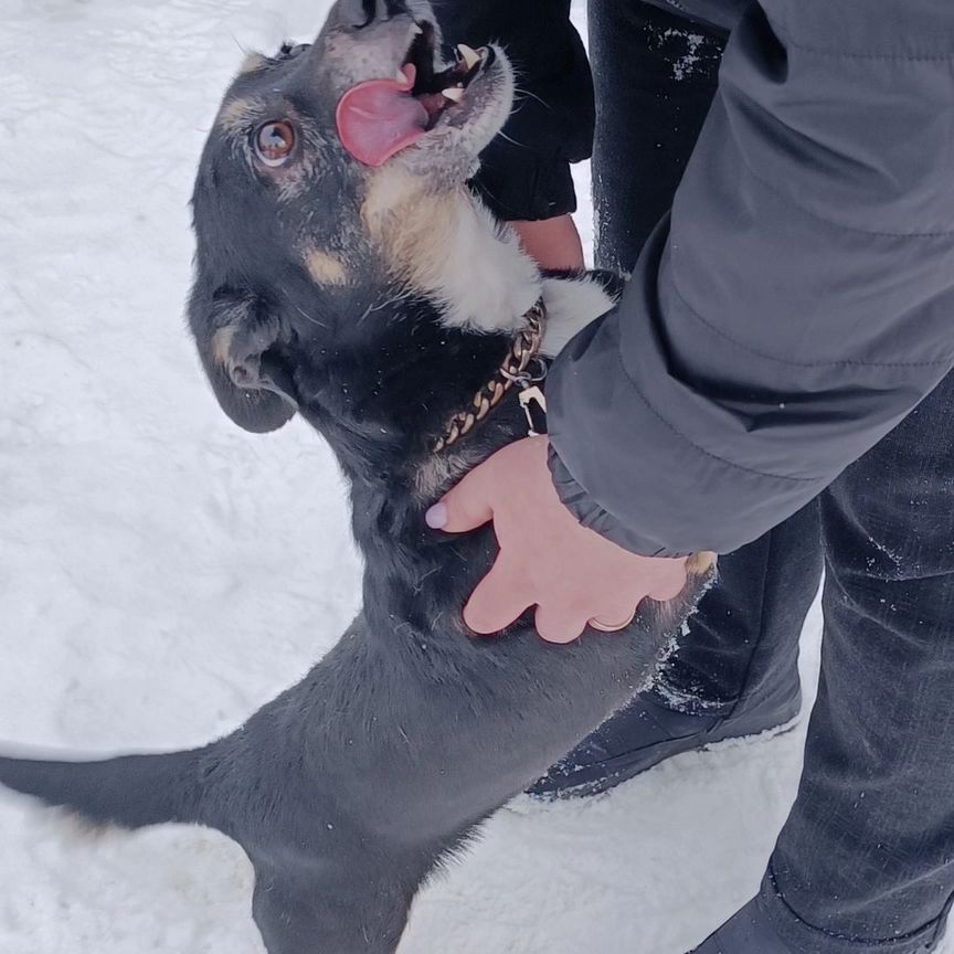 Симочка в добрые руки