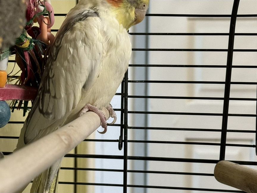 Попугай корелла