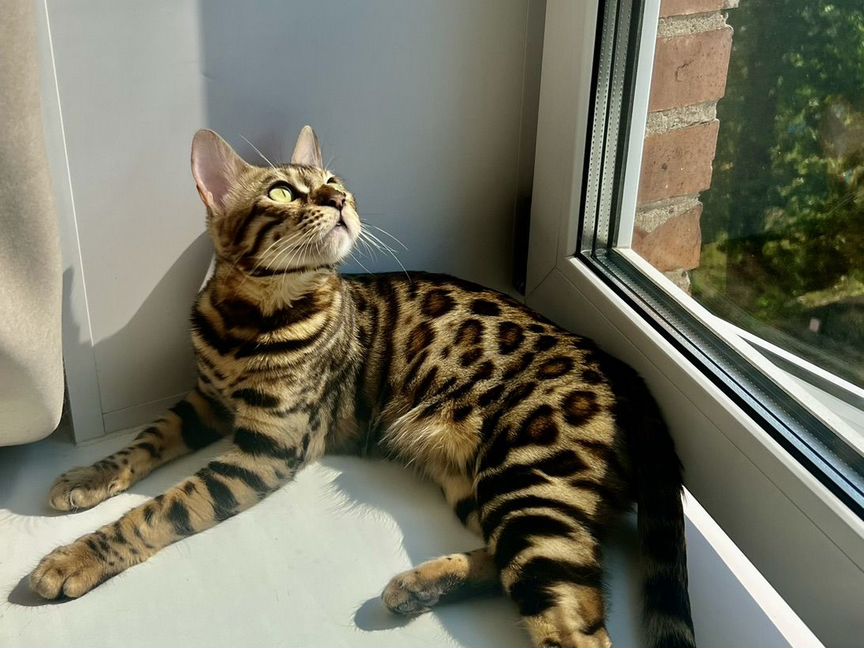 Бенгальские котята