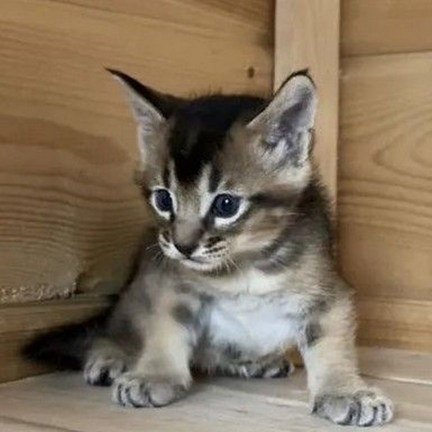 Котята