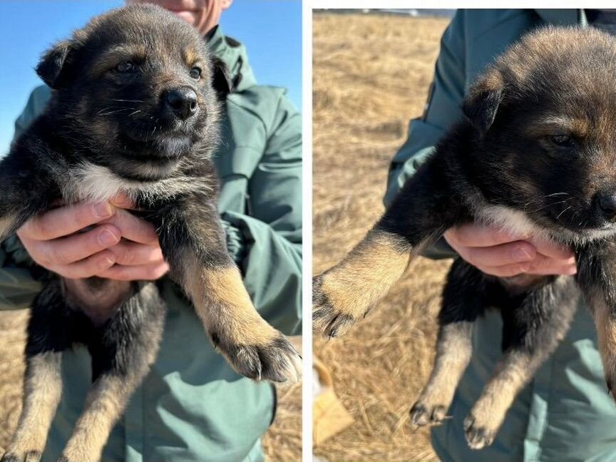 Близняшки-Очаровашки в дар