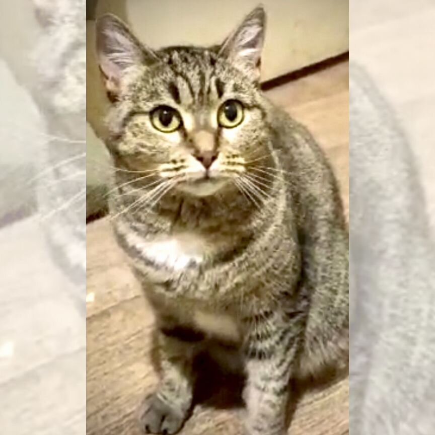 Быть нужной.Молодая кошечка(стерильная)