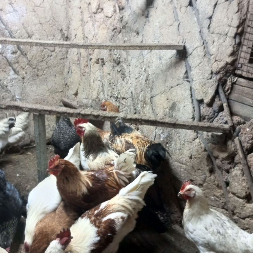 Молодые петушки