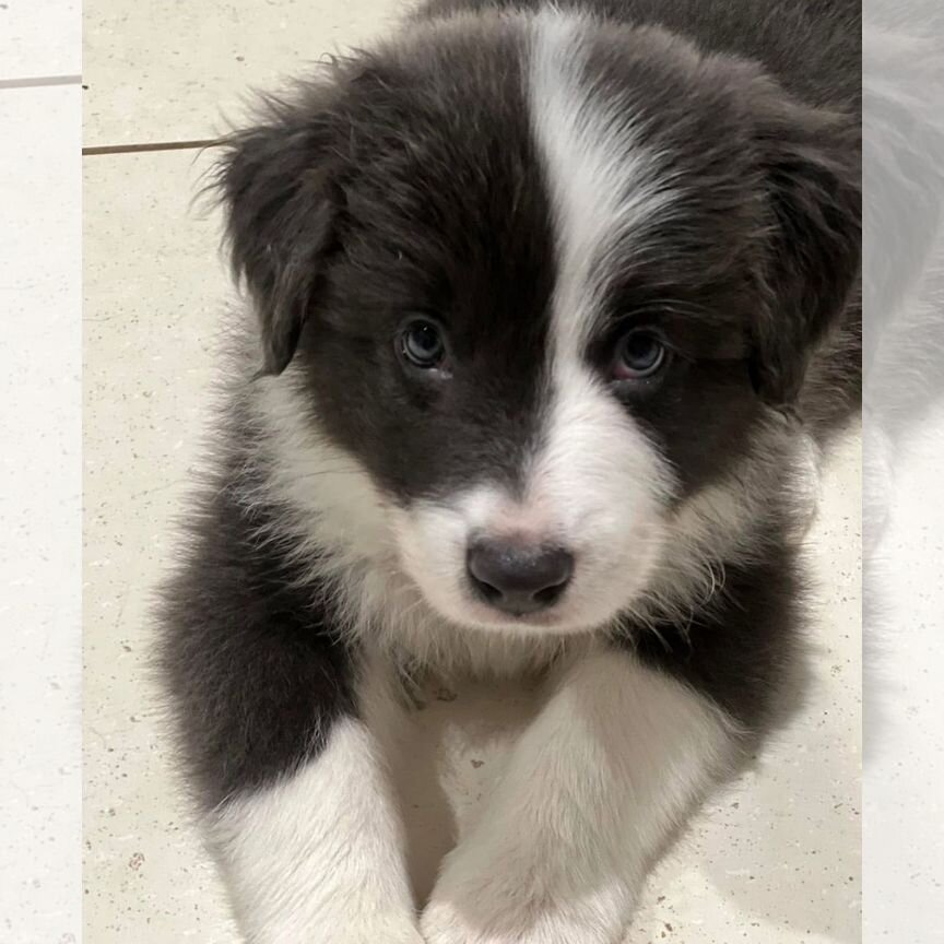 Бордер-колли, щенок