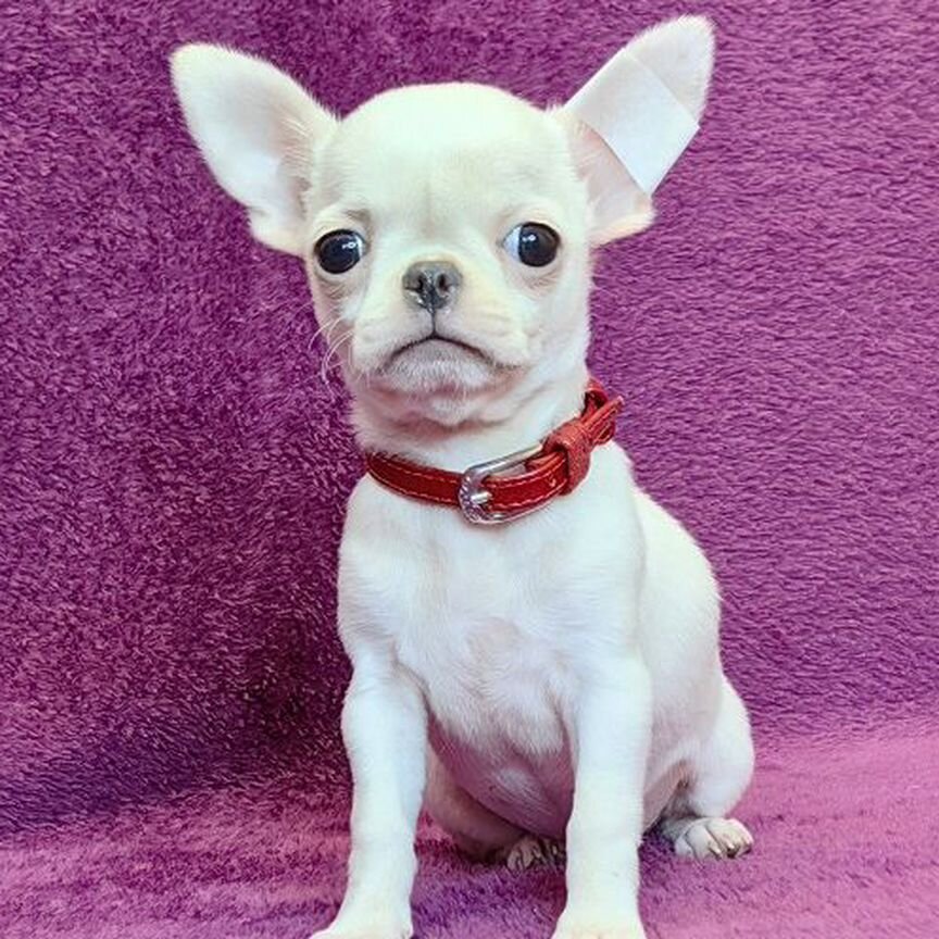 Чихуахуа, щенок