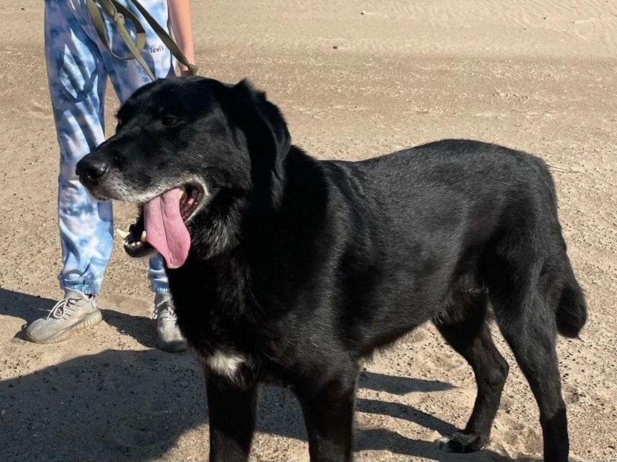 Добряк здоровяк Хантер