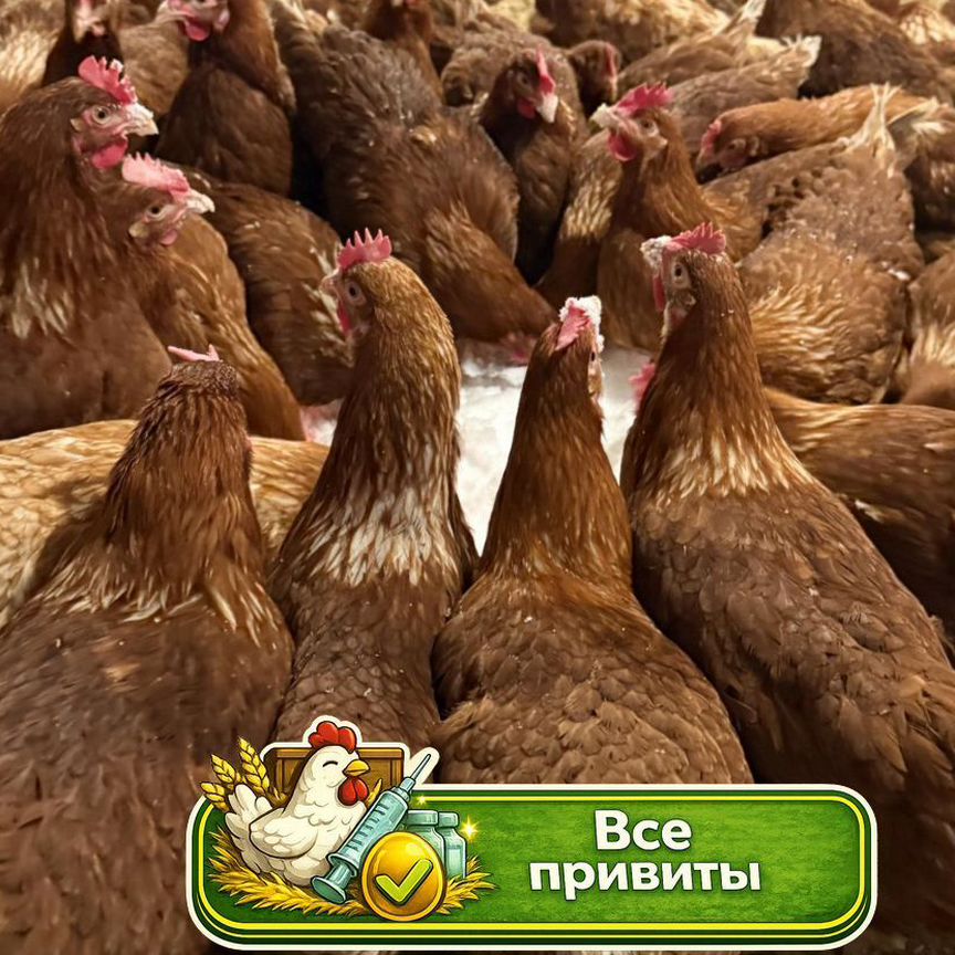 Куры несушки с доставкой