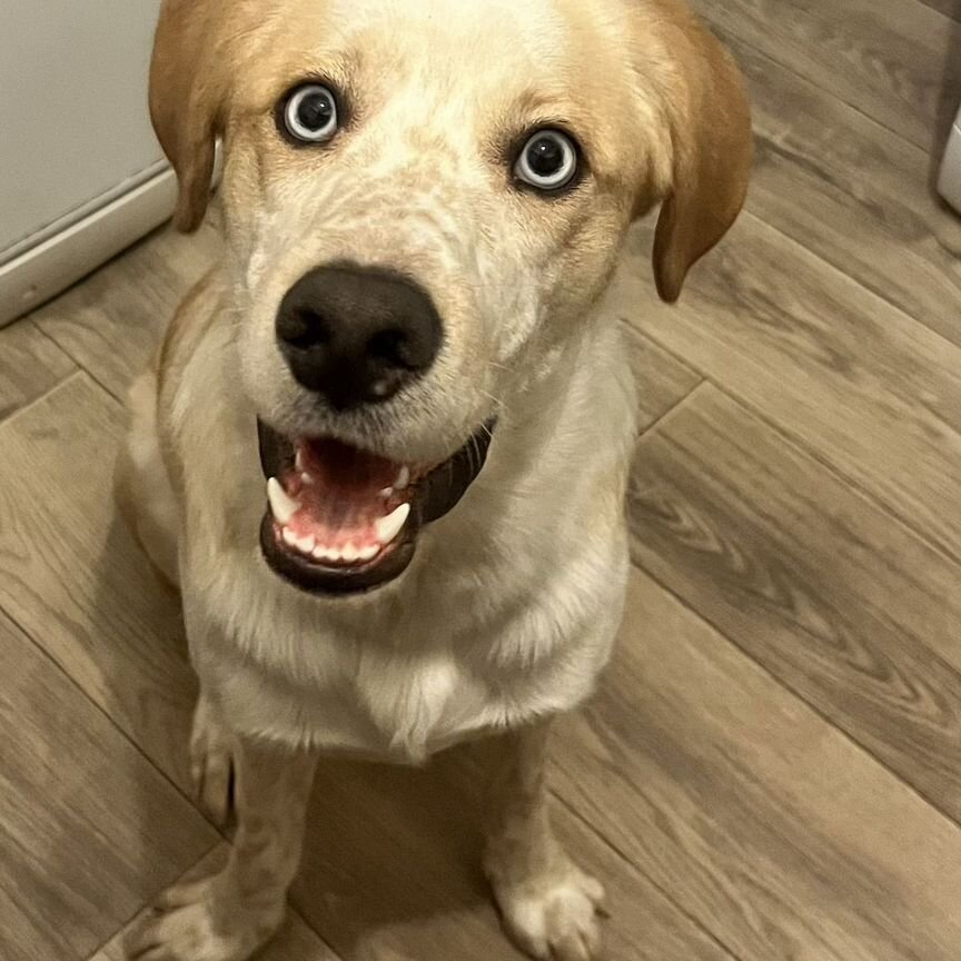 Отдам в добрые руки