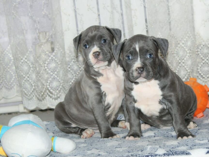 Мальчик Ам. стаффа