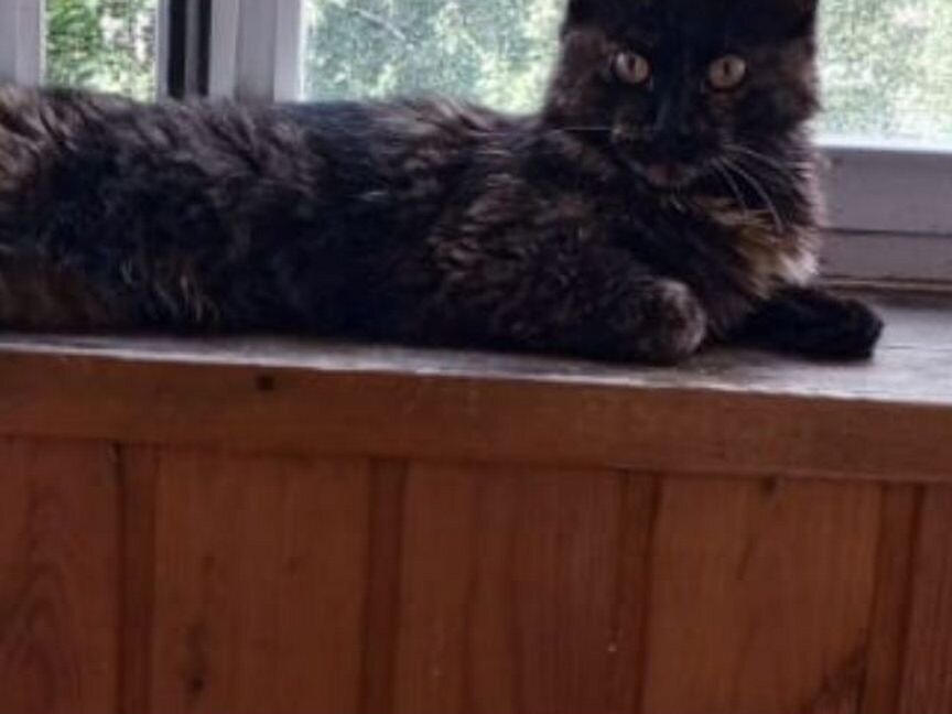 Отдам кошку мейн-кун